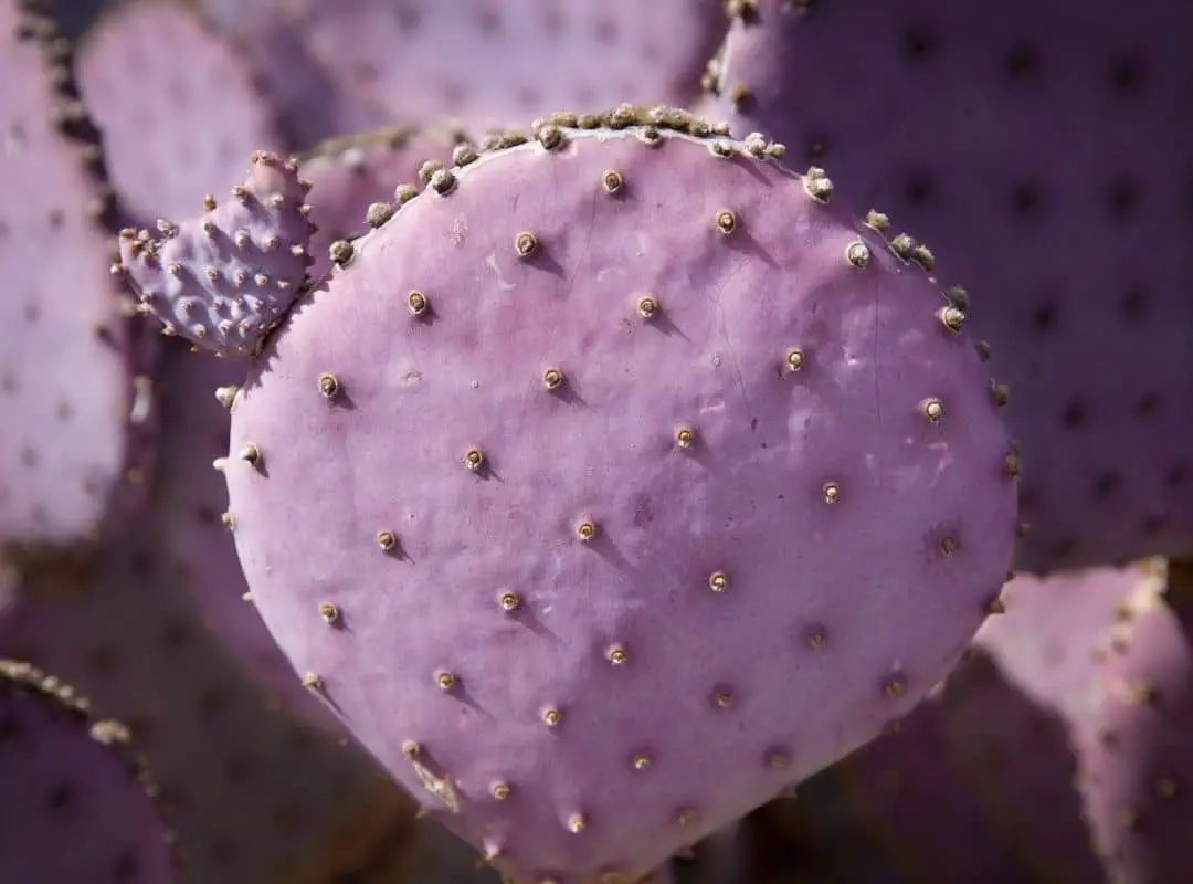Purple Prickly Pear Cactus ( A Cactus And A Food !! ) | Succulent Thrive
