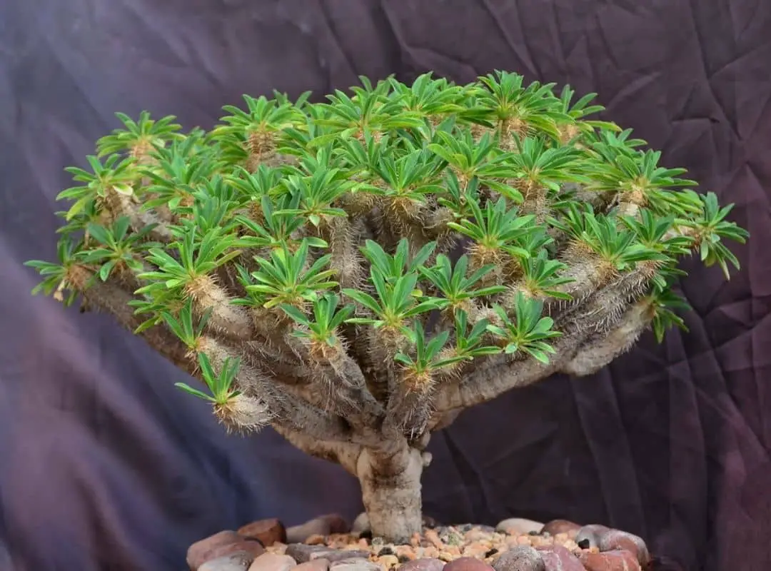 19 Caudiciform Succulents | Different Kind Of Succulents | Succulent Thrive