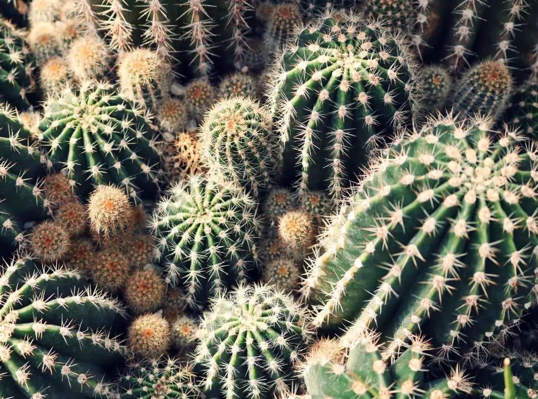 How To Stake A Cactus ? | The Ultimate Guide | Succulent Thrive