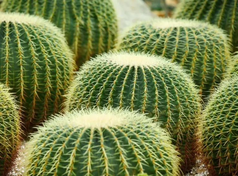 How To Stake A Cactus ? | The Ultimate Guide | Succulent Thrive