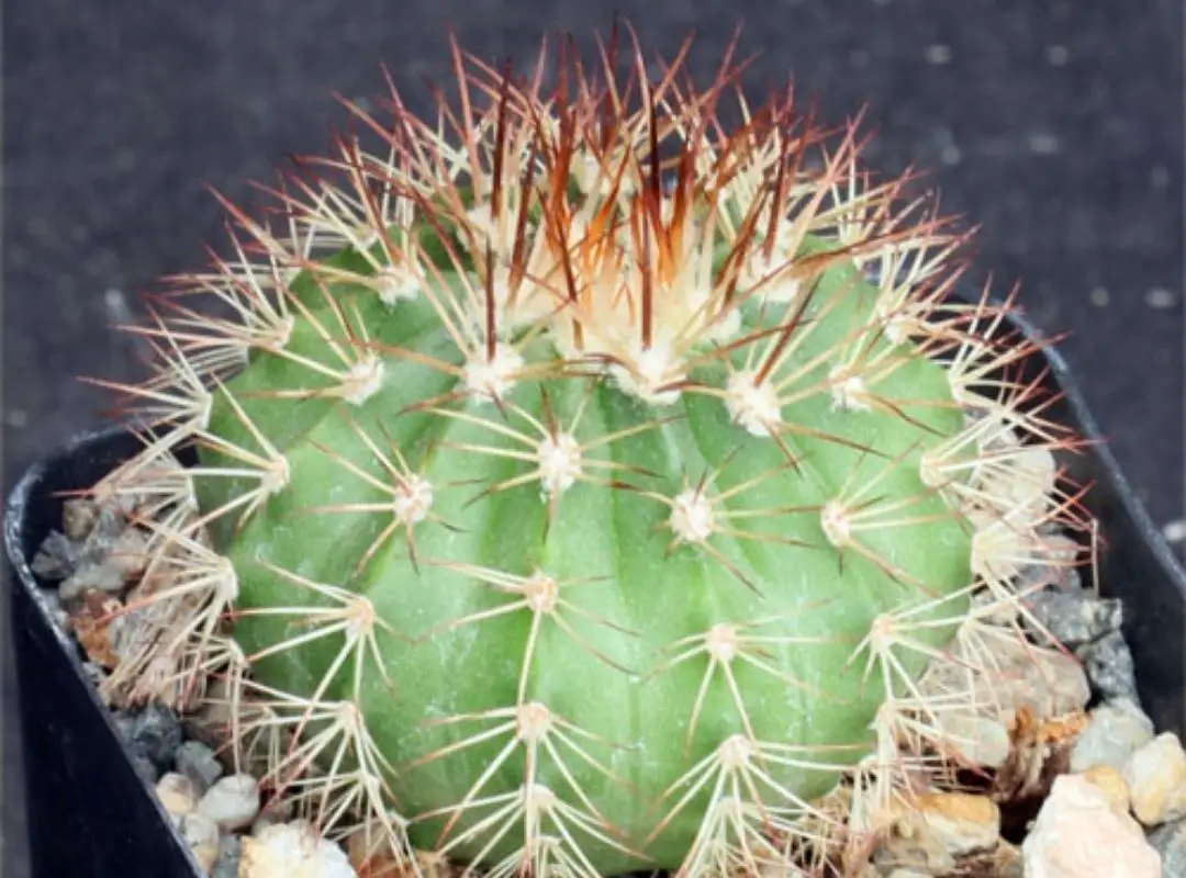 Melocactus Broadwayi | A Cactus With Weird Head | Succulent Thrive