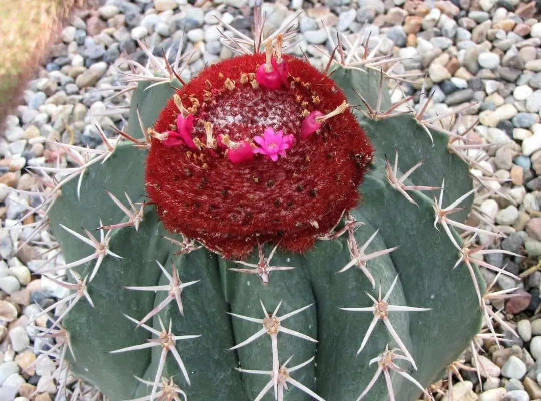Melocactus Intortus | A Cactus With A Weird Head | Succulent Thrive