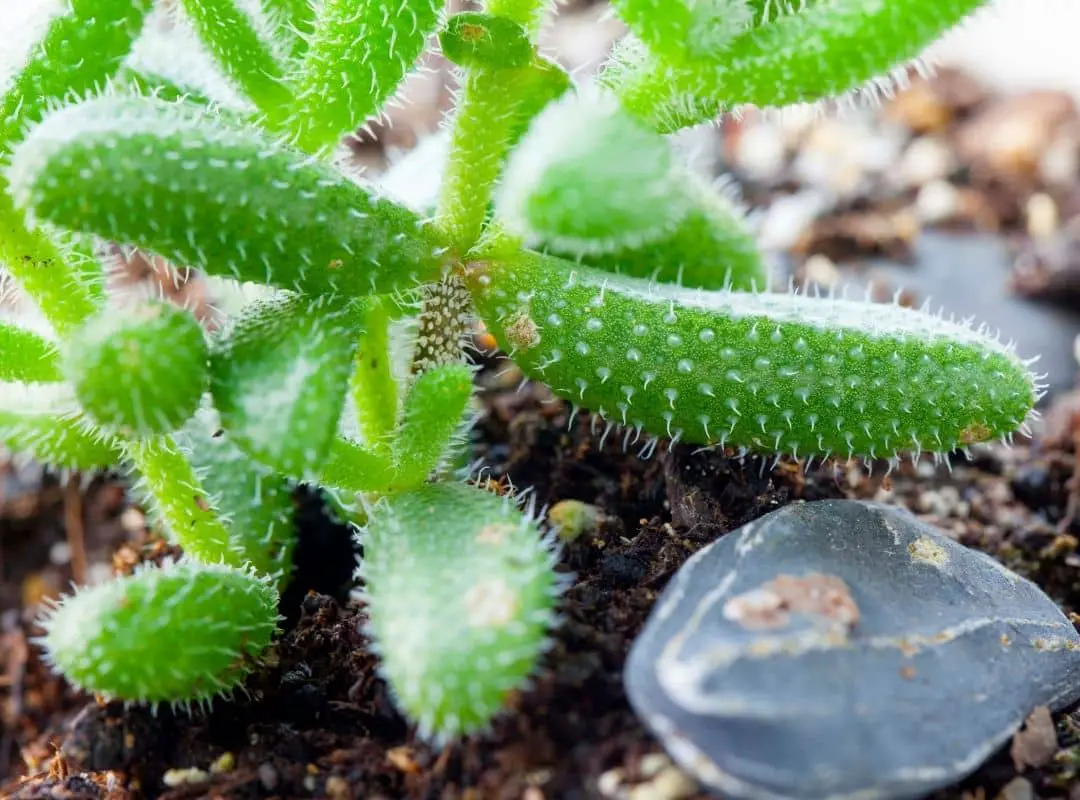 Pickle Plant Propagation Guide | Super Easy Methods | Succulent Thrive