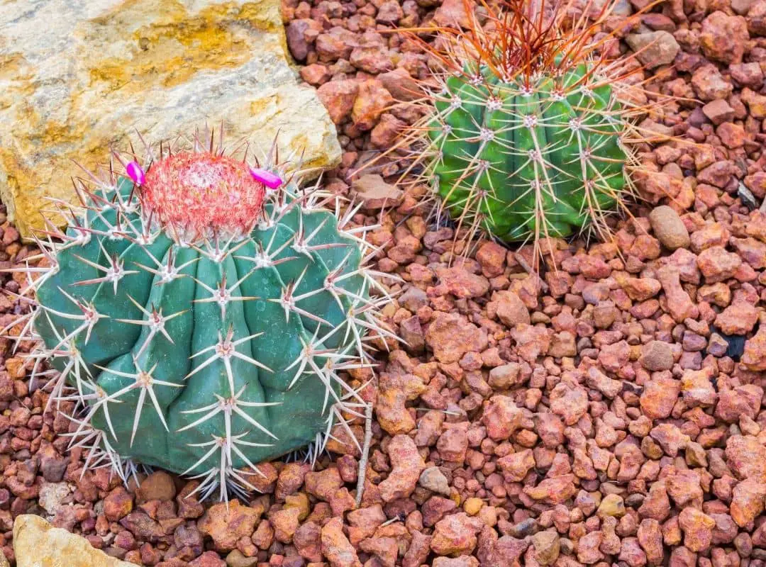 How Do Cactus Reproduce? | There Are 2 Ways | Succulent Thrive