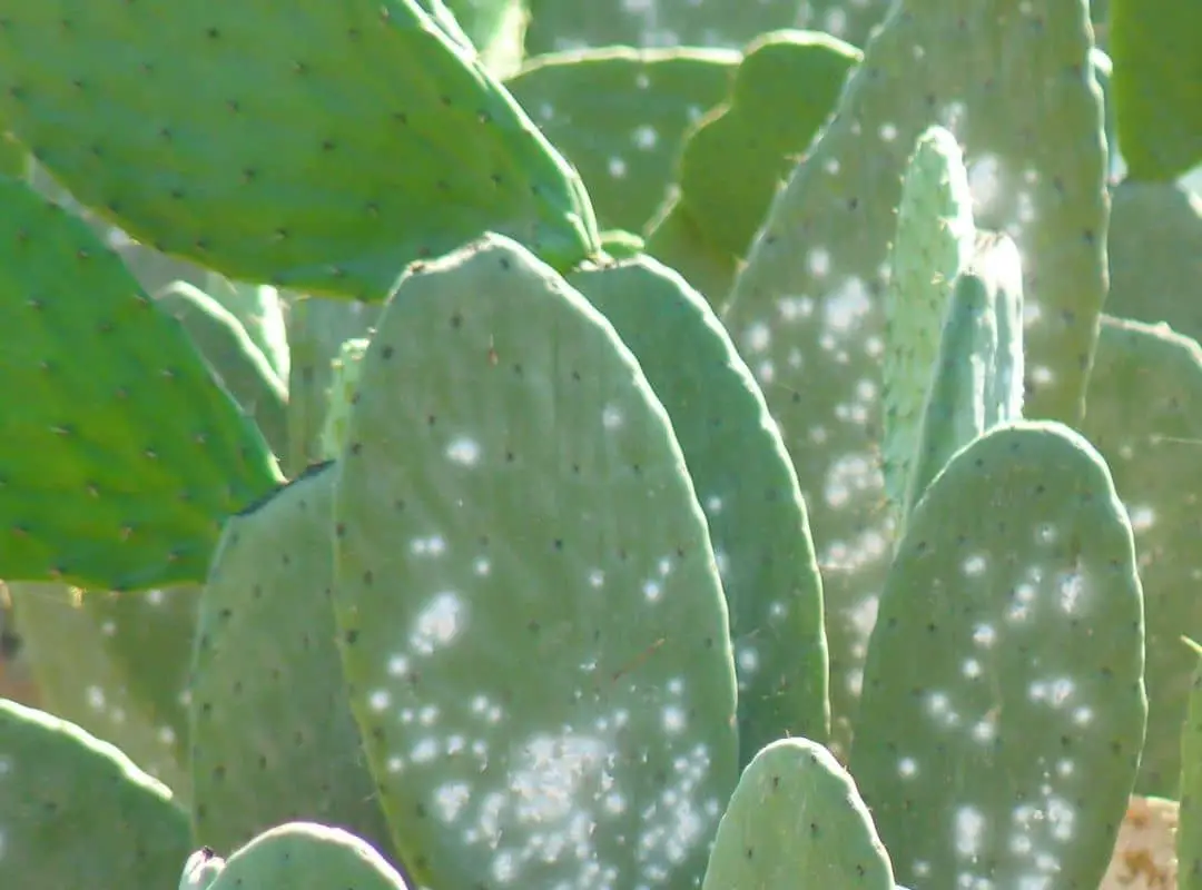 Spots On Cactus | What Should I Do ? | Succulent Thrive