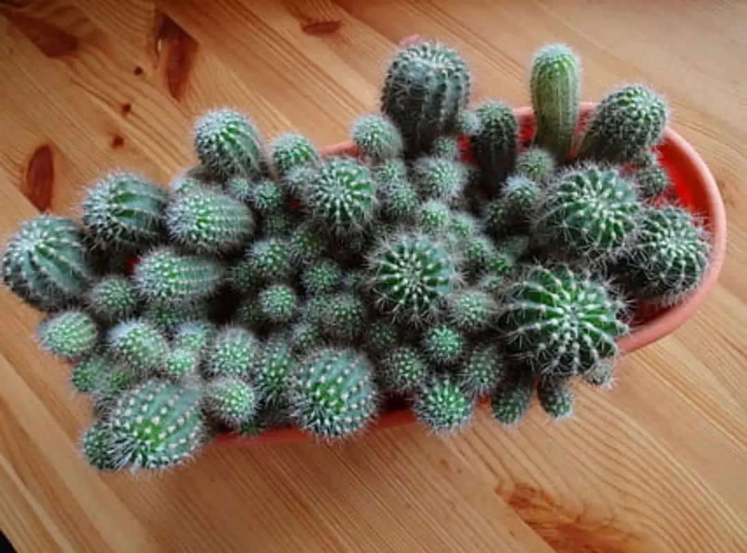 Cactus Pups | Why Are They So Important ? | Succulent Thrive