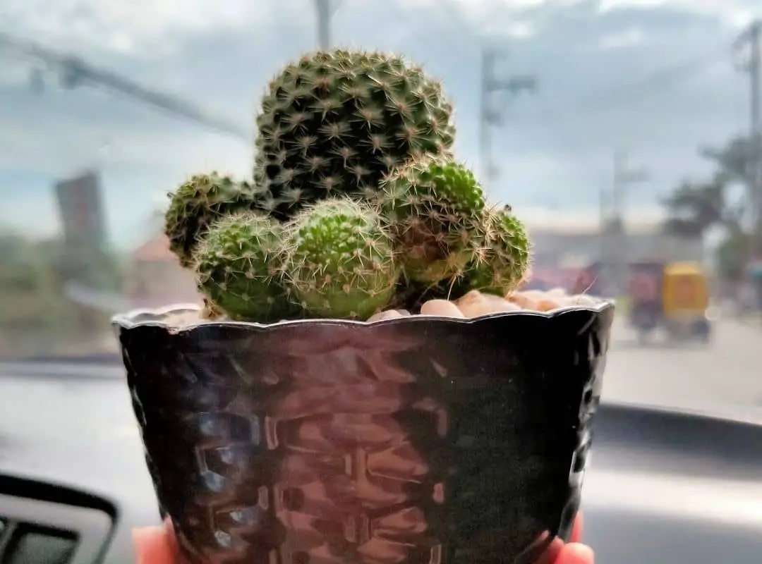 Cactus Pups | Why Are They So Important ? | Succulent Thrive