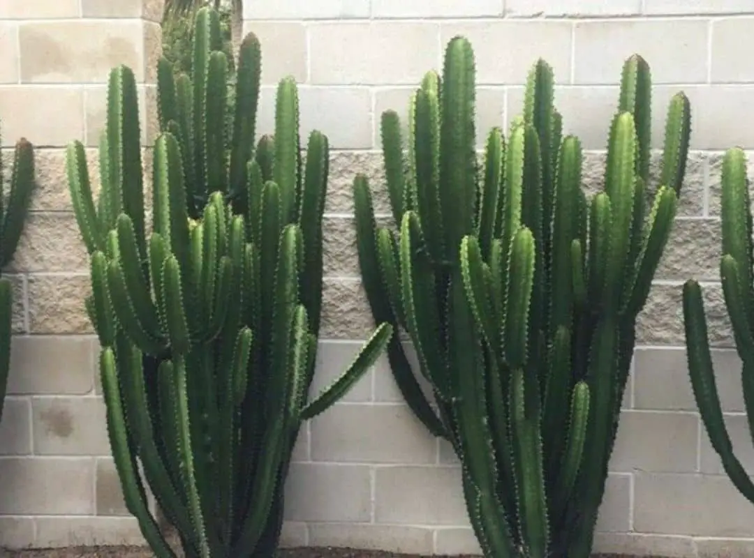 21 Large Cactus For Your Outdoor Garden | Succulent Thrive