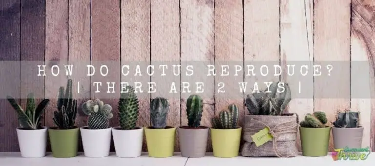 How Do Cactus Reproduce? | There Are 2 Ways | Succulent Thrive