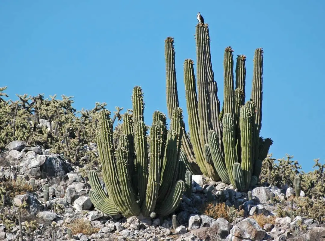 21 Large Cactus For Your Outdoor Garden | Succulent Thrive