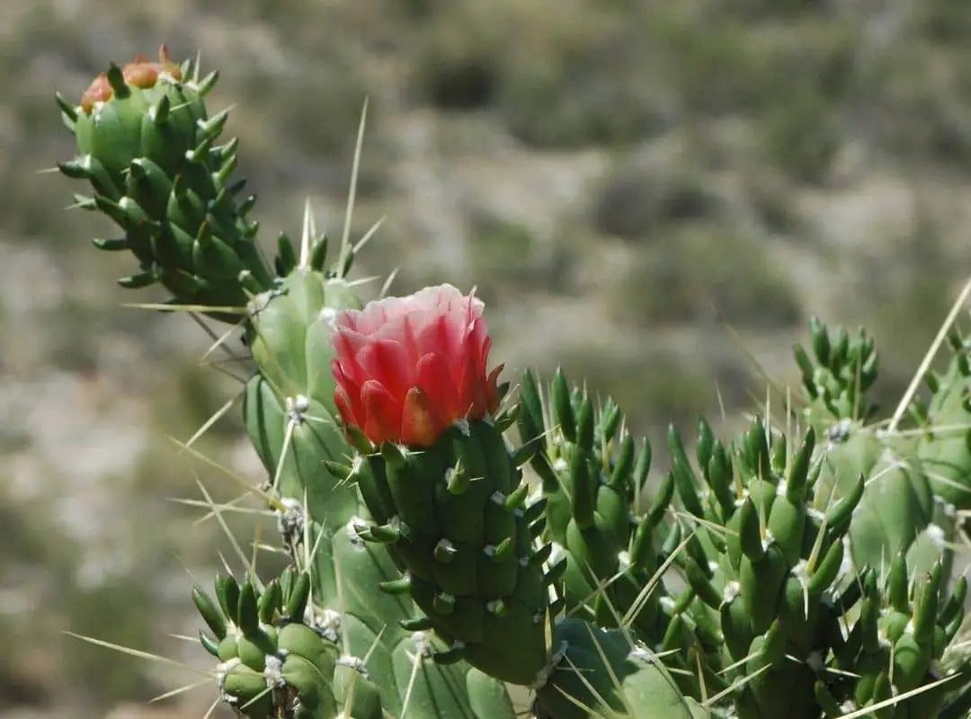 Beautiful Austrocylindropuntia Subulata Flower | Succulent Thrive