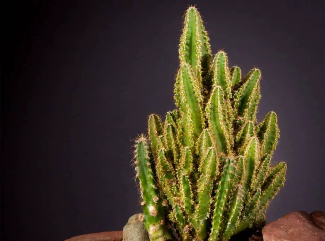 Cactus Pruning: Expert Tips And Tricks For A Healthy Plant | Succulent ...