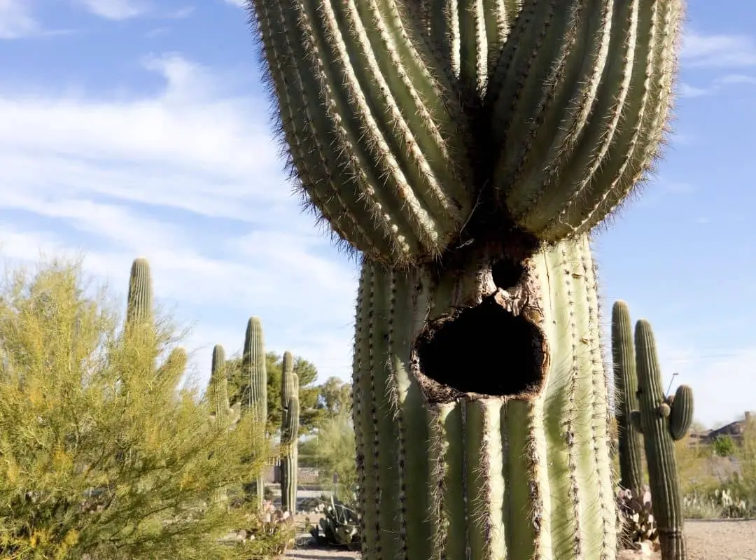 Holes In Cactus | Solution For A Serious Problem | Succulent Thrive