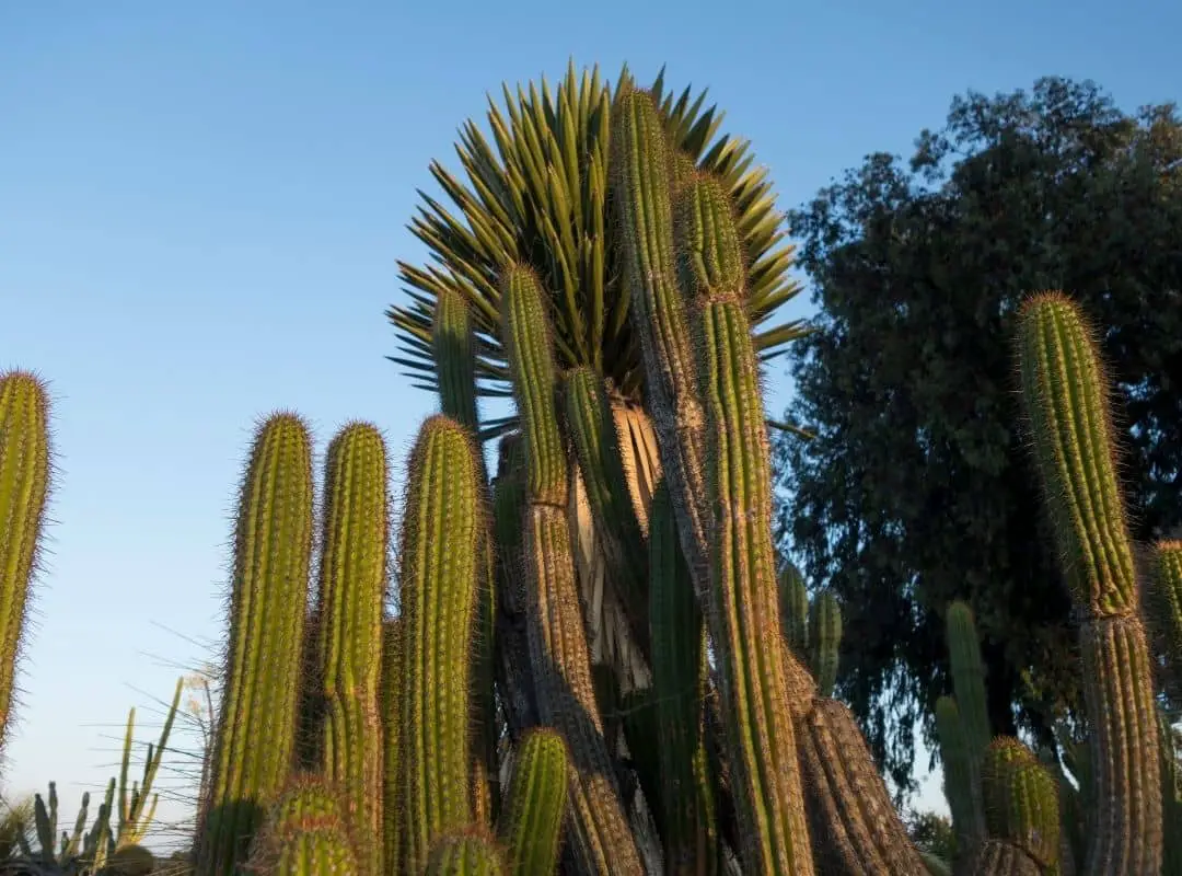 Pruning Columnar Cactus | 8 Step Guide | Succulent Thrive