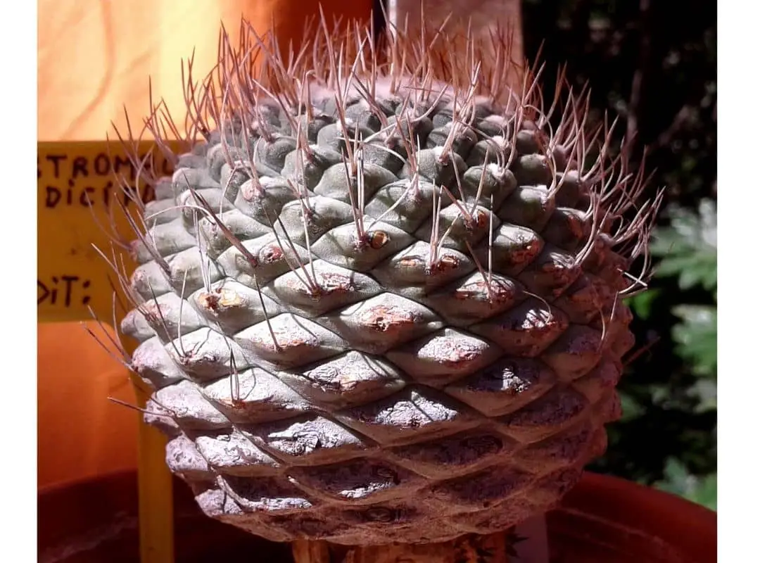 Strombocactus Disciformis | A Rare Geophyte Cactus | Succulent Thrive