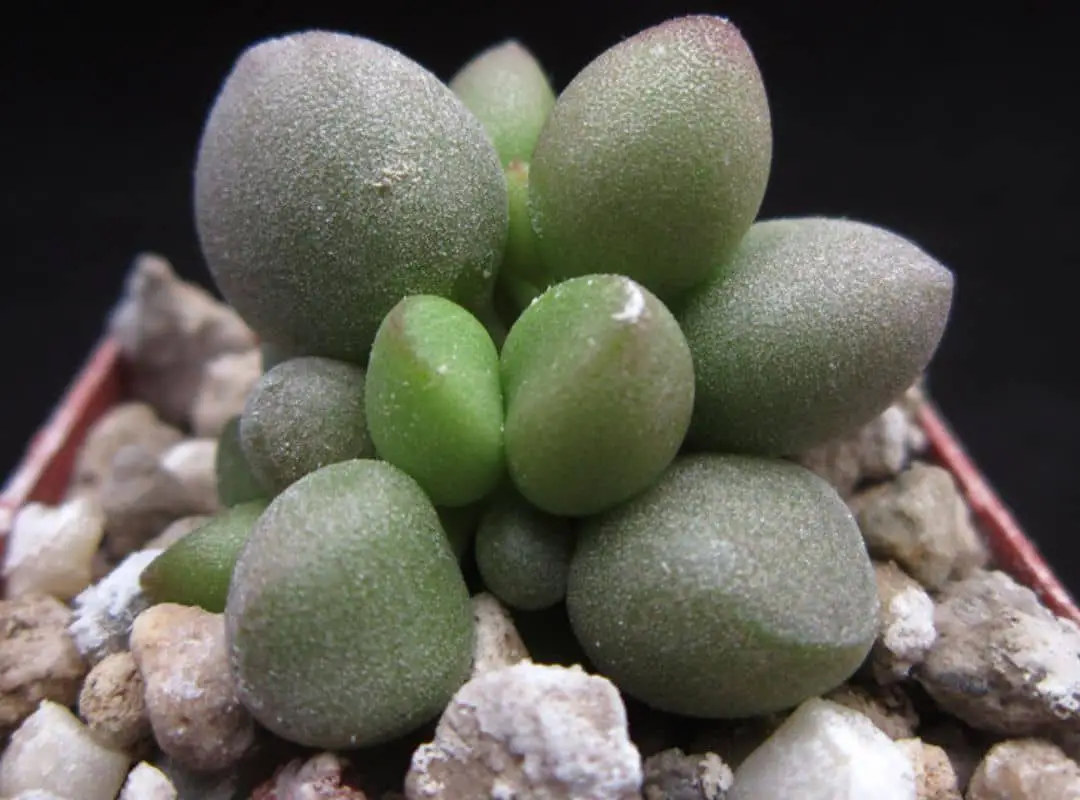 Adromischus Marianiae Little Spheroid | An Unusual Plant | Succulent Thrive
