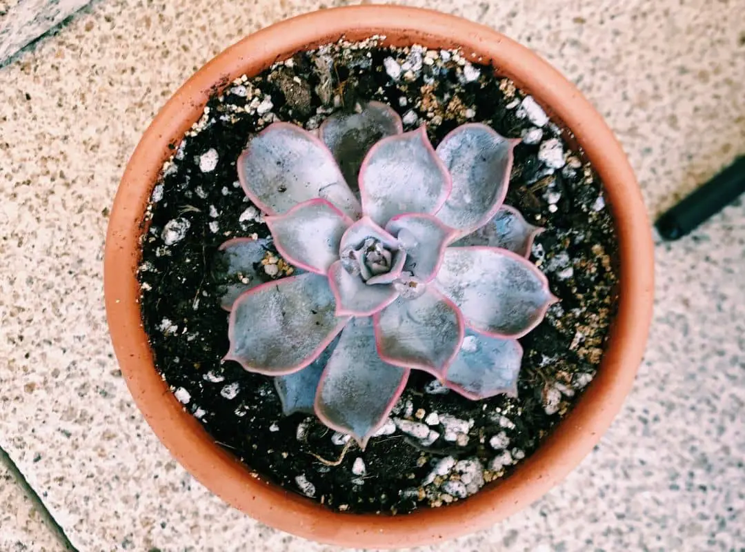 Succulent Edema | Every Little Detail You Should Know | Succulent Thrive