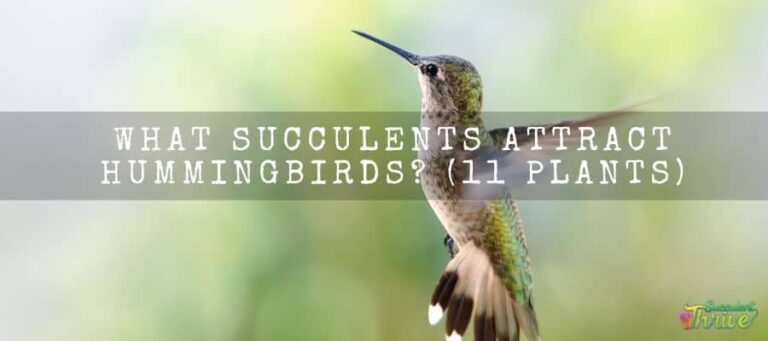 What Succulents Attract Hummingbirds? (11 Plants) | Succulent Thrive