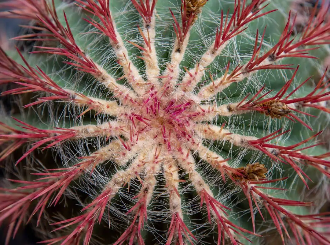 12 Absolutely Beautiful Pink Cactus You Should Know | Succulent Thrive