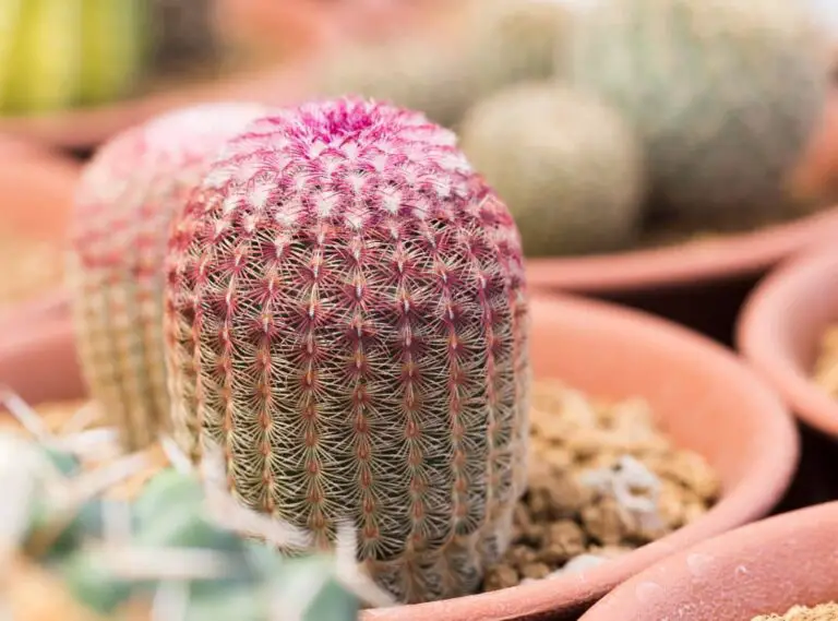 12 Absolutely Beautiful Pink Cactus You Should Know | Succulent Thrive