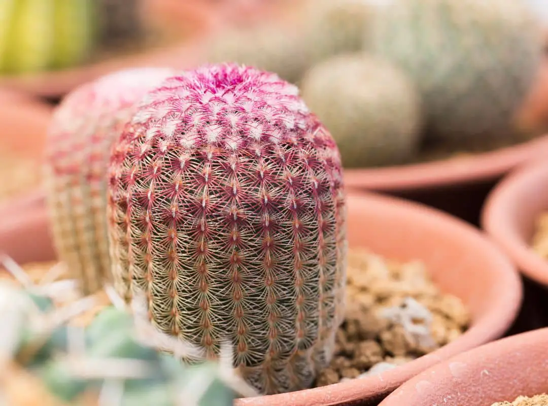 12 Absolutely Beautiful Pink Cactus You Should Know | Succulent Thrive