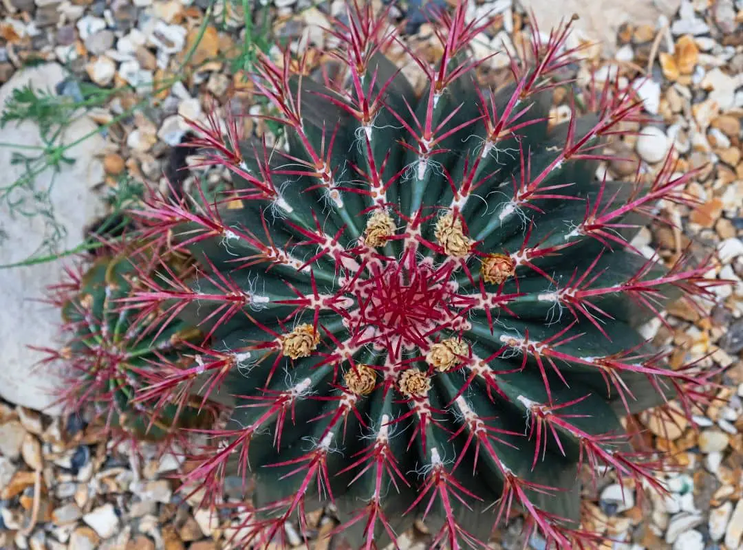 12 Absolutely Beautiful Pink Cactus You Should Know | Succulent Thrive