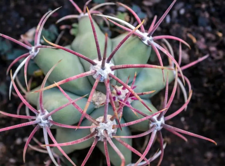 12 Absolutely Beautiful Pink Cactus You Should Know | Succulent Thrive
