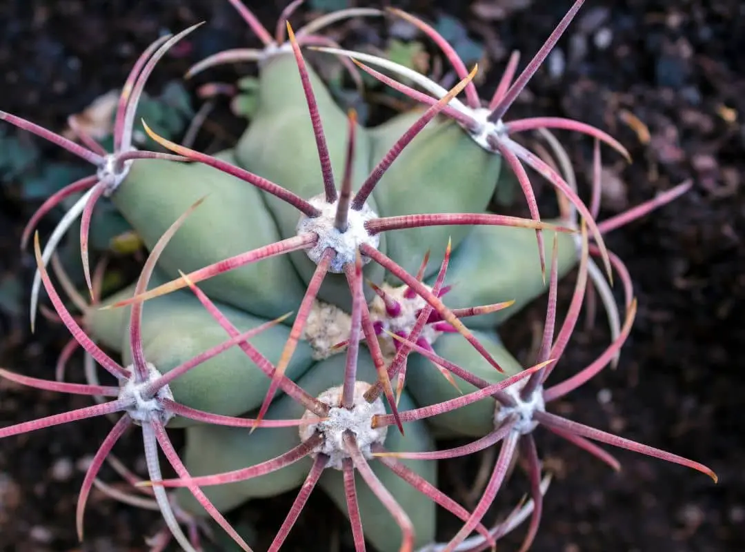 12 Absolutely Beautiful Pink Cactus You Should Know | Succulent Thrive