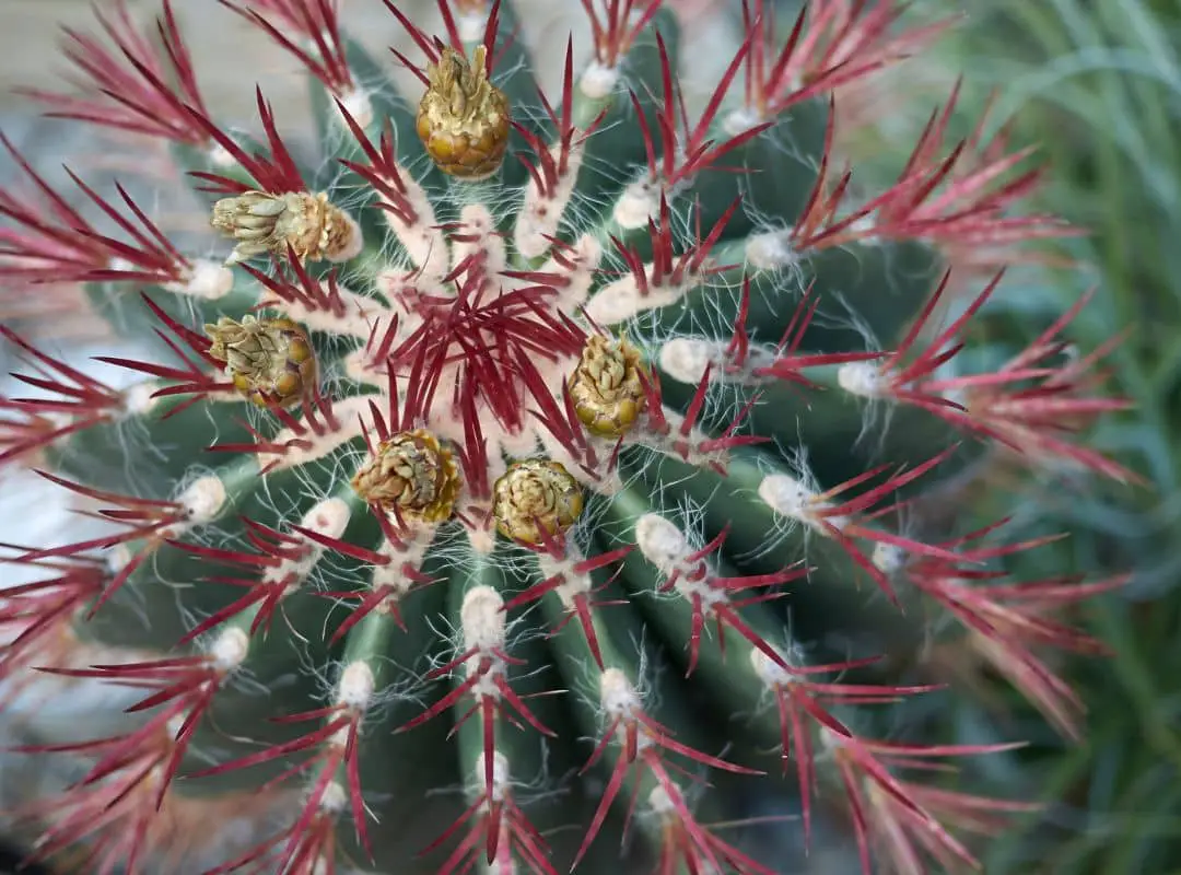 12 Absolutely Beautiful Pink Cactus You Should Know | Succulent Thrive