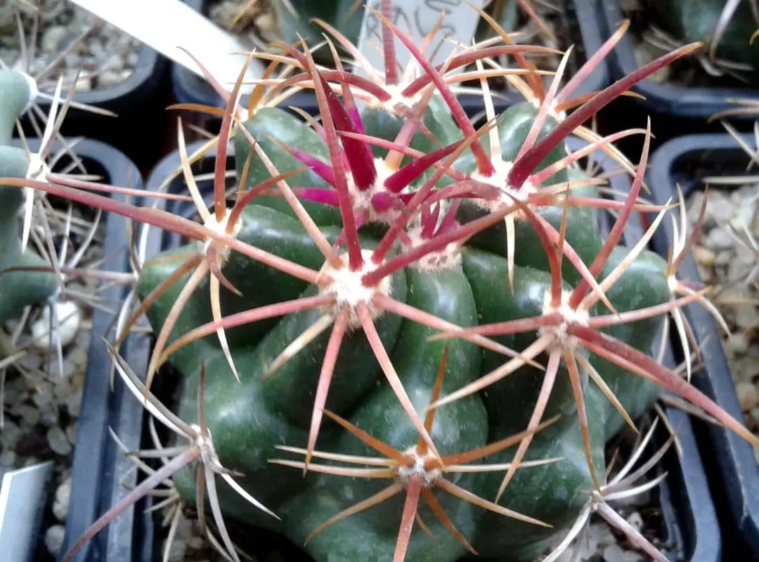 12 Absolutely Beautiful Pink Cactus You Should Know | Succulent Thrive