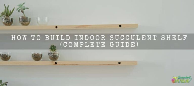 How To Build Indoor Succulent Shelf (A Complete Guide) | Succulent Thrive