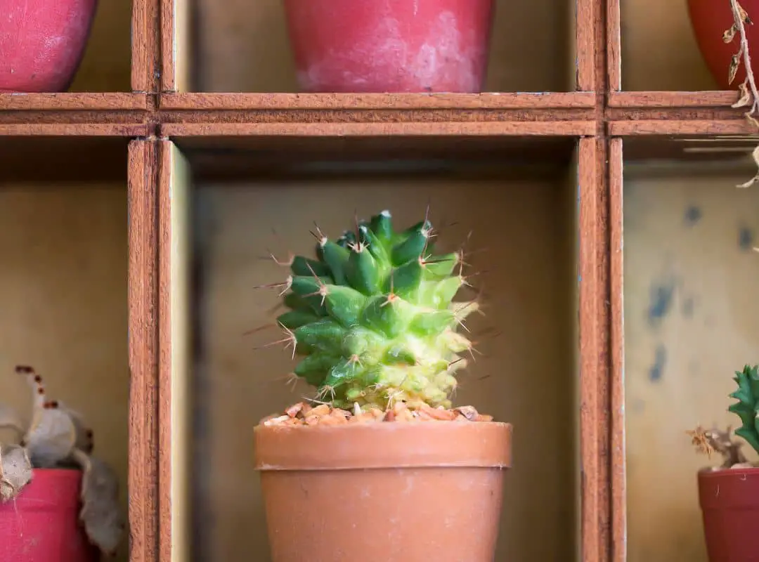 How To Build Indoor Succulent Shelf (A Complete Guide) | Succulent Thrive