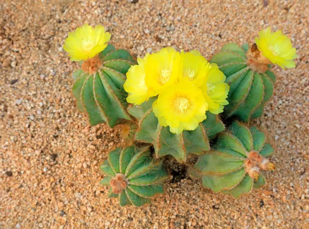 39 Amazing Blooming Cactus Varieties You Should Know | Succulent Thrive