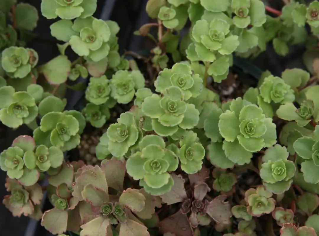 12 Famous Sedum Spurium Varieties You Should Know | Succulent Thrive