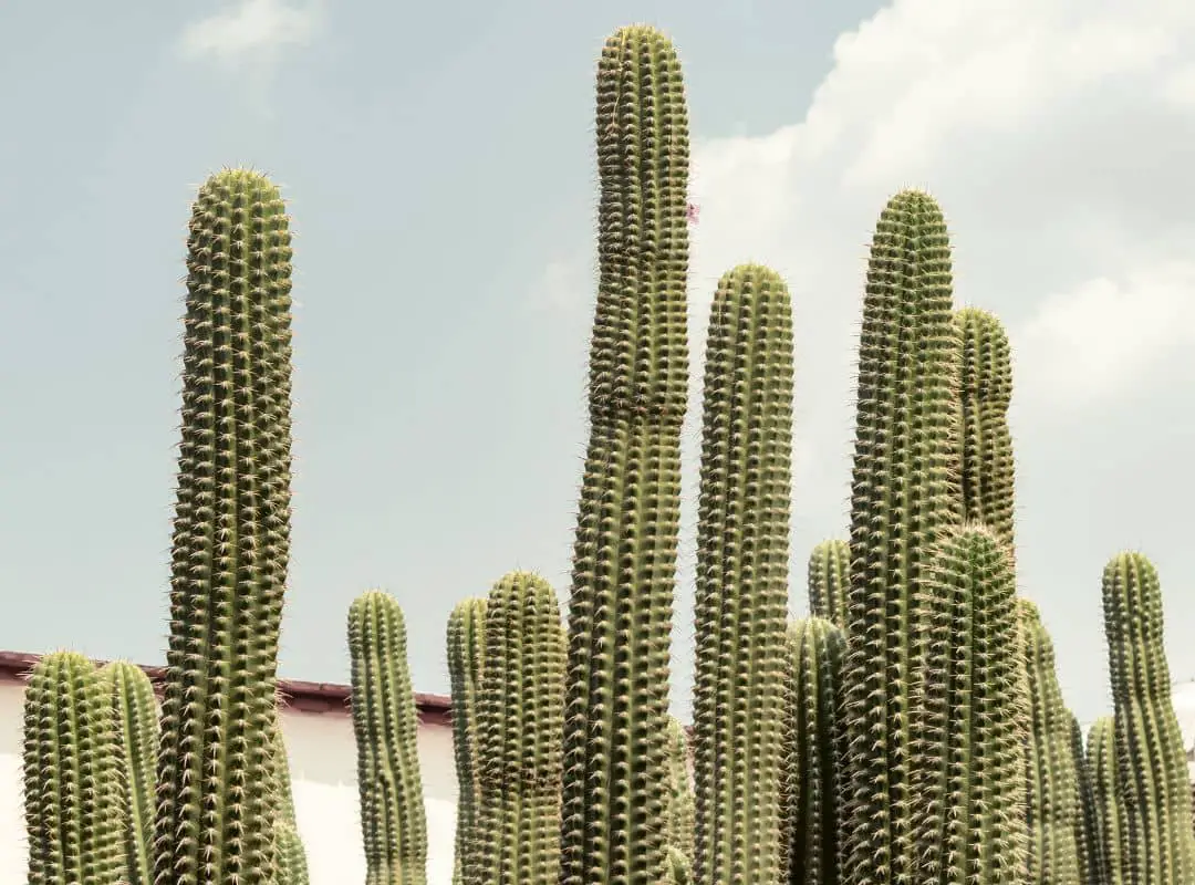 Why Does Cactus Split? 10 Minutes Quick Read | Succulent Thrive