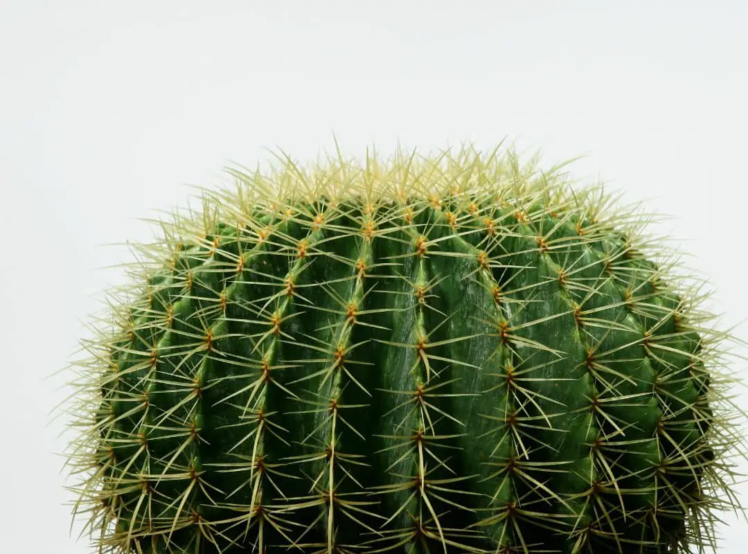 Why Does Cactus Split? 10 Minutes Quick Read | Succulent Thrive