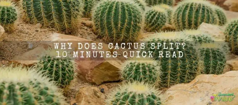Why Does Cactus Split? 10 Minutes Quick Read | Succulent Thrive