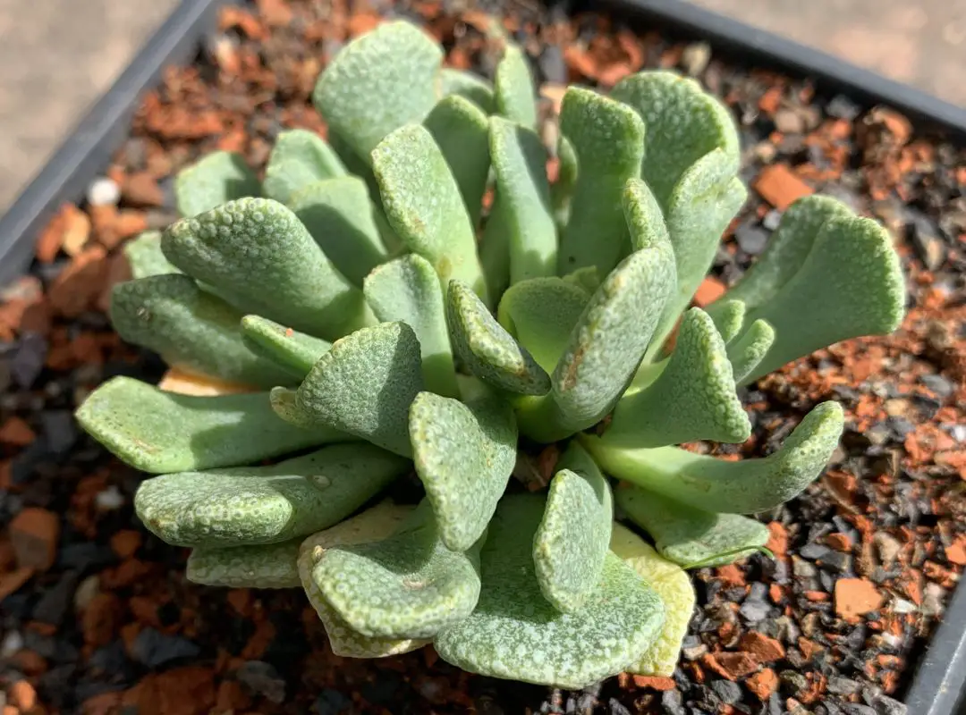 20 Unmistakable Bumpy Succulents | Succulent Thrive