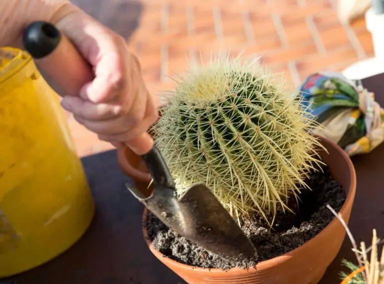 Best Cactus Soil Mix For A Perfect Cactus | Succulent Thrive