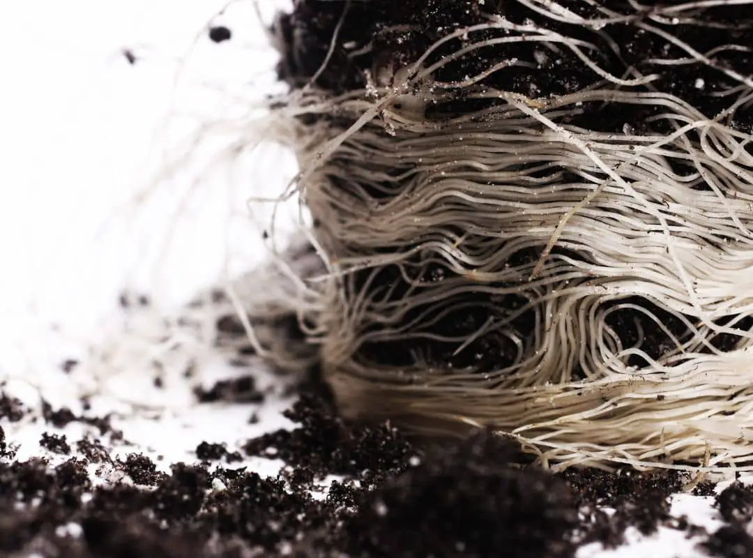 Do Jade Plants Like To Be Root Bound? ( Not Exactly ) | Succulent Thrive