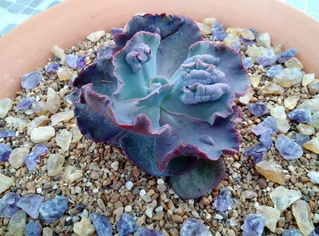 20 Unmistakable Bumpy Succulents | Succulent Thrive