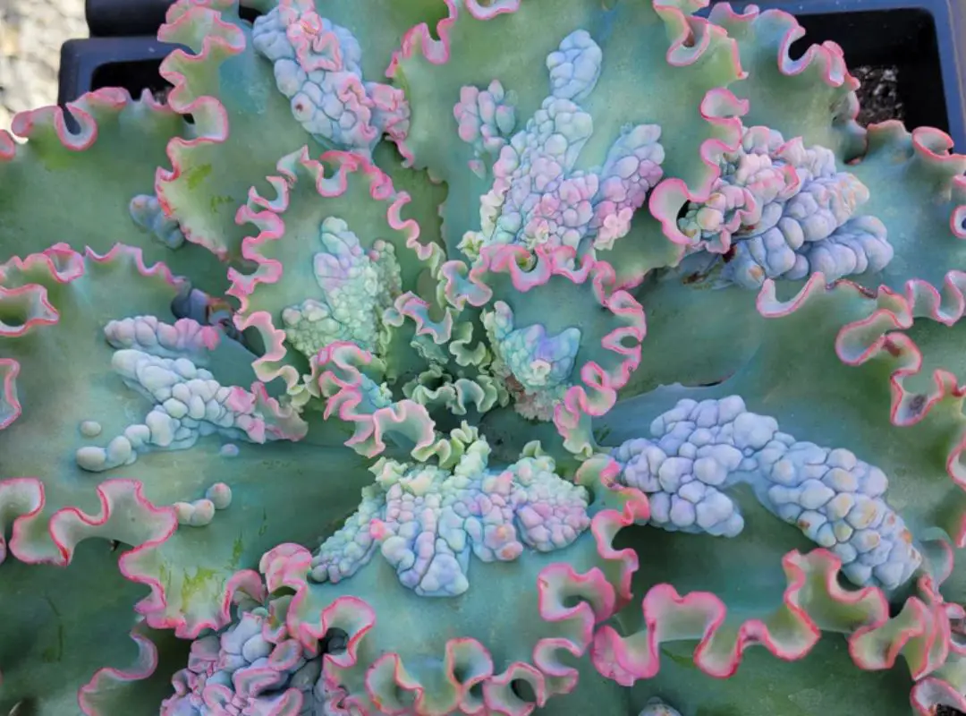 20 Unmistakable Bumpy Succulents | Succulent Thrive