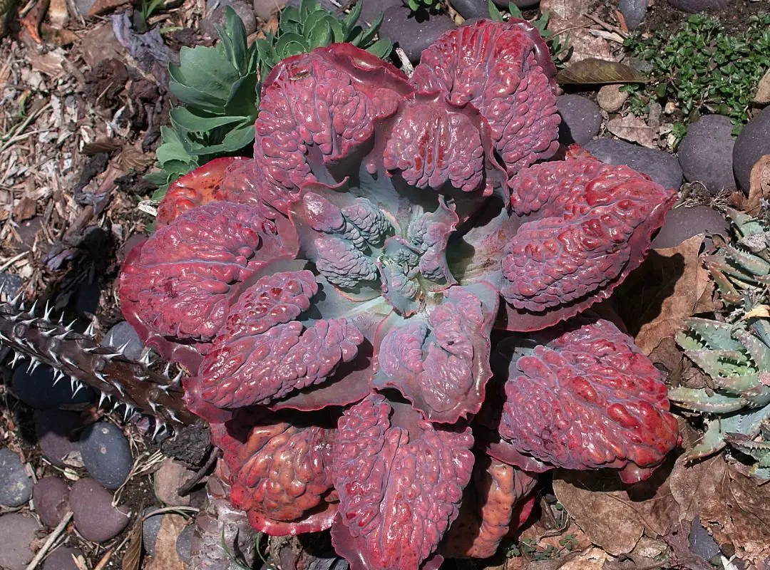 20 Unmistakable Bumpy Succulents | Succulent Thrive