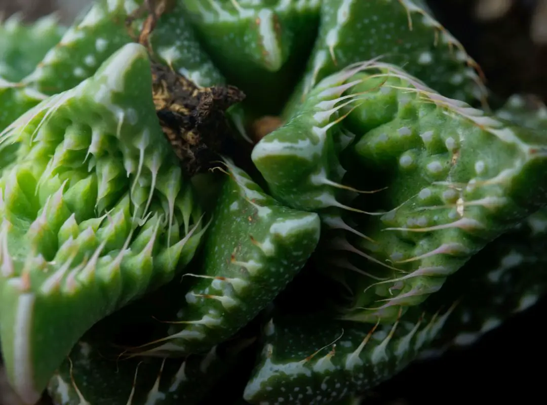 20 Unmistakable Bumpy Succulents | Succulent Thrive