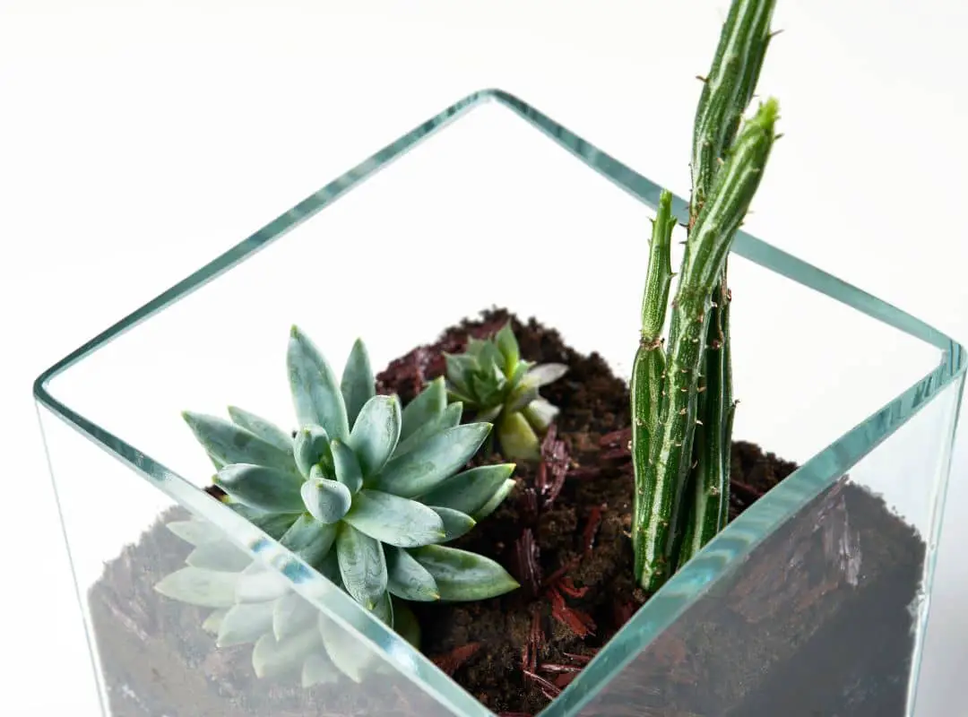 Succulent Fish Tank : A New Addition To Your Garden | Succulent Thrive
