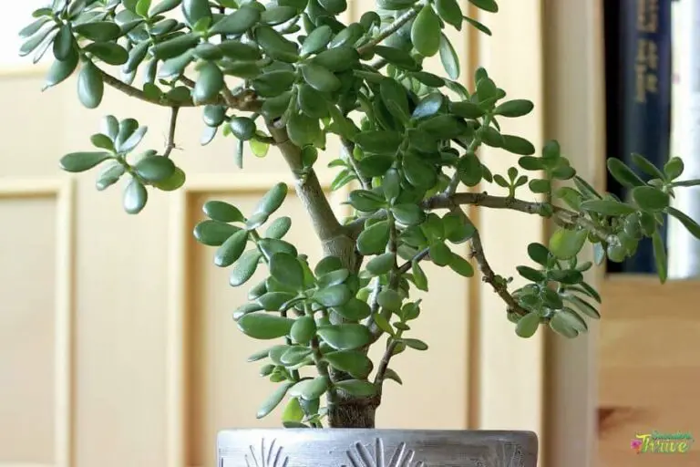 How To Grow A Jade Plant Into A Tree? ( Secret To A Thicker Trunk ...