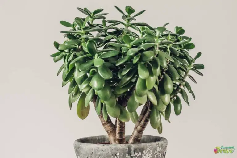 How To Grow A Jade Plant Into A Tree? ( Secret To A Thicker Trunk ...
