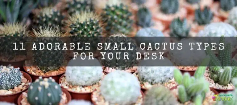 11 Adorable Small Cactus Types For Your Desk | Succulent Thrive