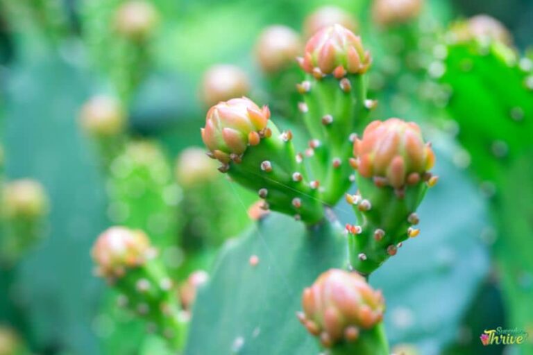 Cactus Flower Buds Falling Off (Why & How To Stop) | Succulent Thrive