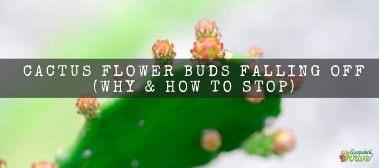 Cactus Flower Buds Falling Off (Why & How To Stop) | Succulent Thrive